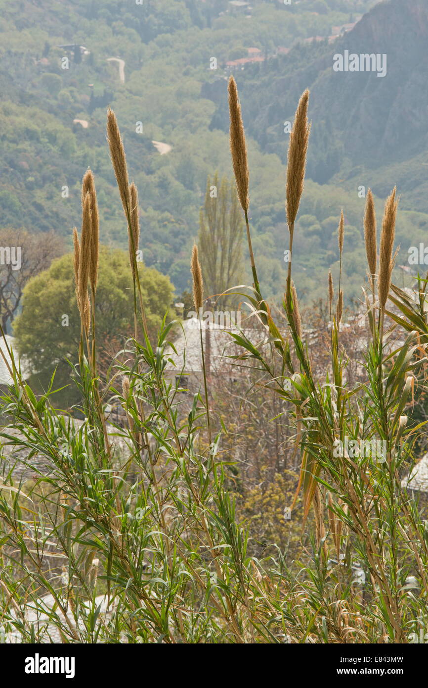 Giant reeds arundo donax hi-res stock photography and images - Alamy