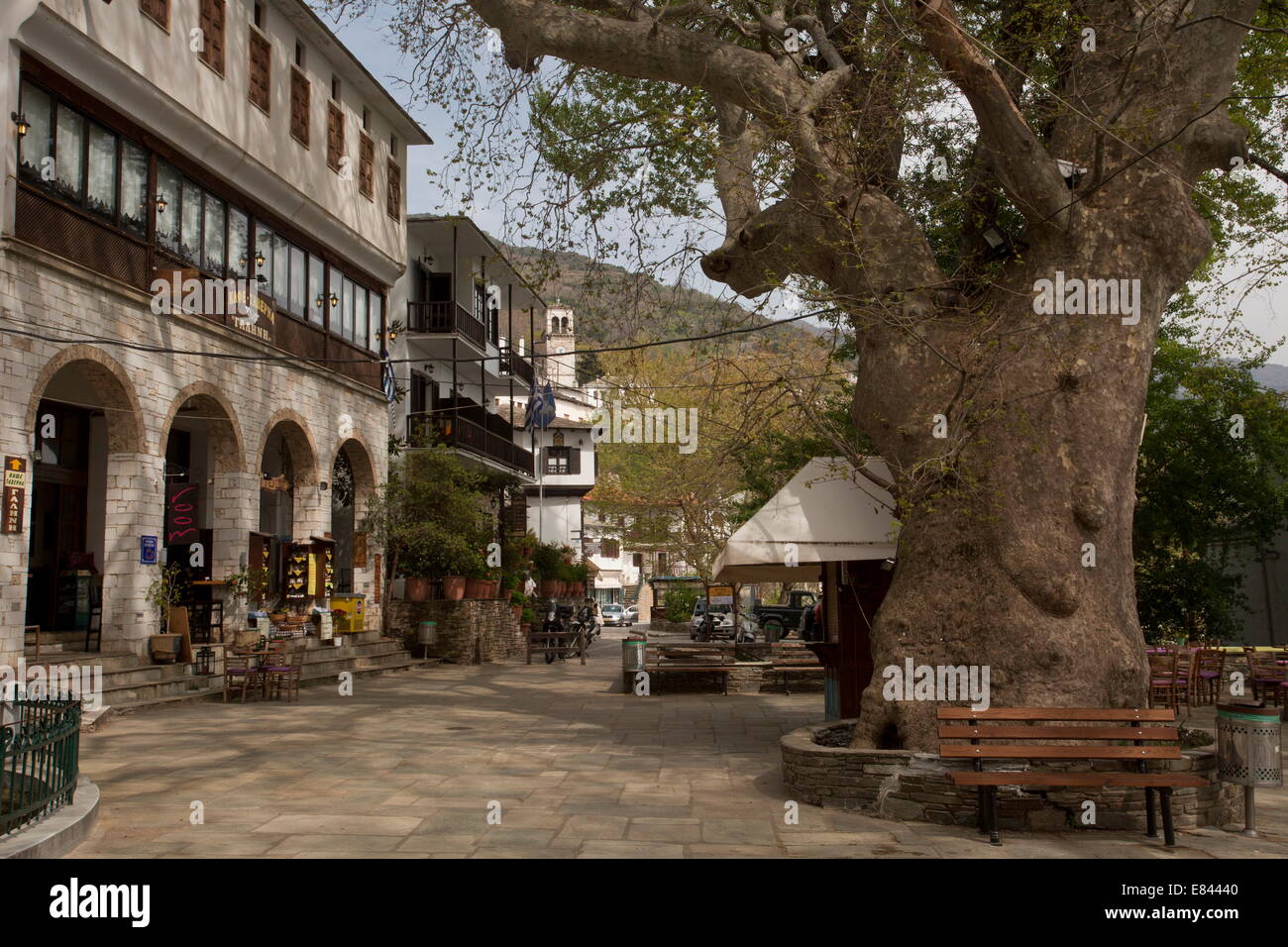 Ancient Oriental Plane tree in the Main square, or platea, in the ...