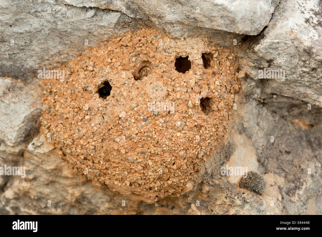 Mud nests of a bee, Chalicodoma parietina, attached to wall, Greece ...