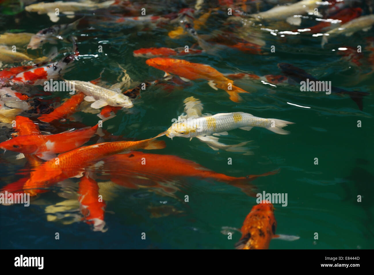 Koi Fish swimming in pond Stock Photo - Alamy