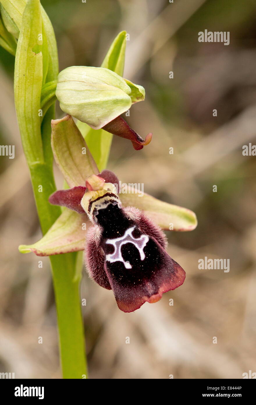 Ophrys reinholdii hi-res stock photography and images - Alamy