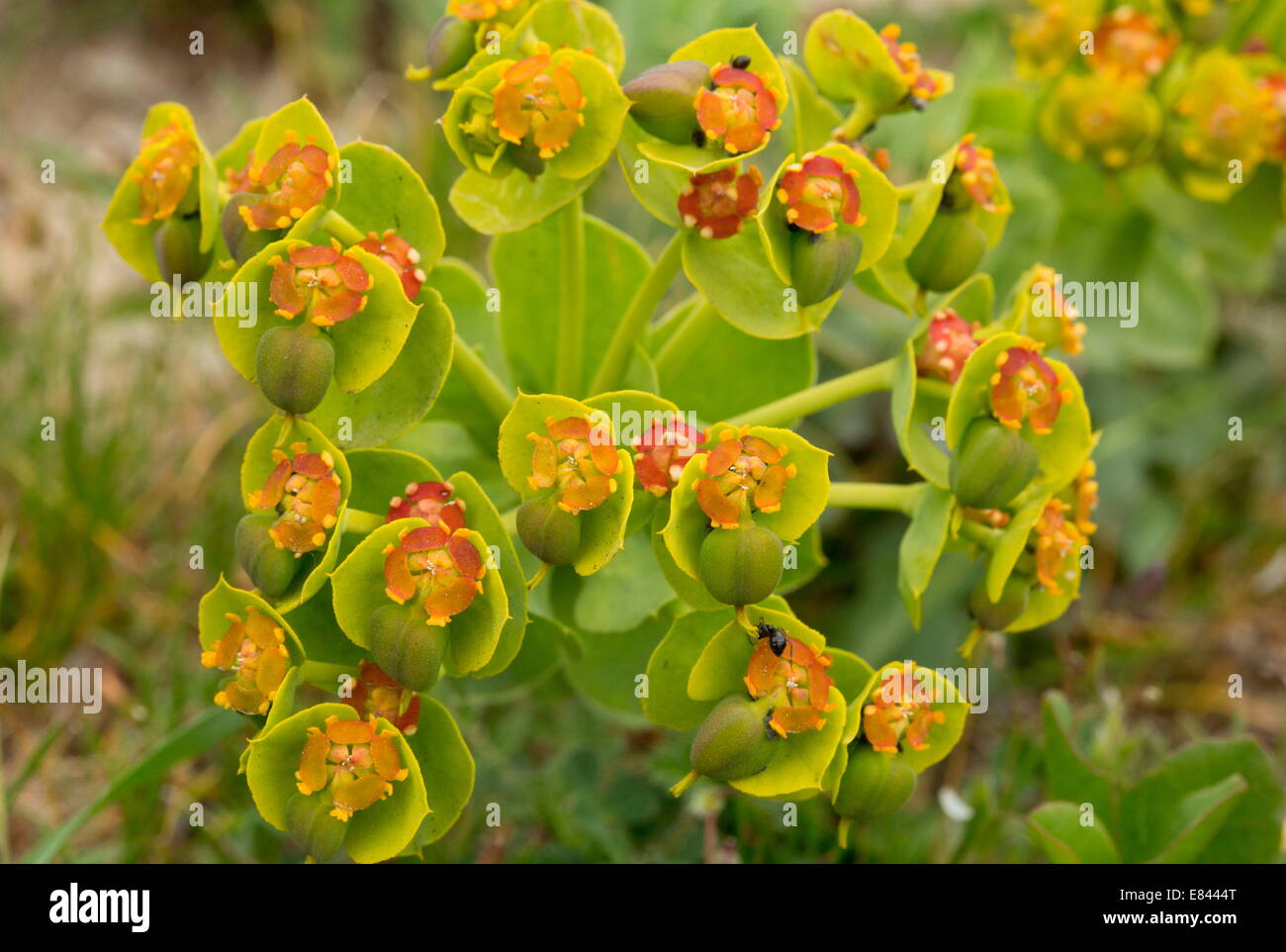 Myrtle spurge, or broad-leaved glaucous spurge, Euphorbia myrsinites in ...