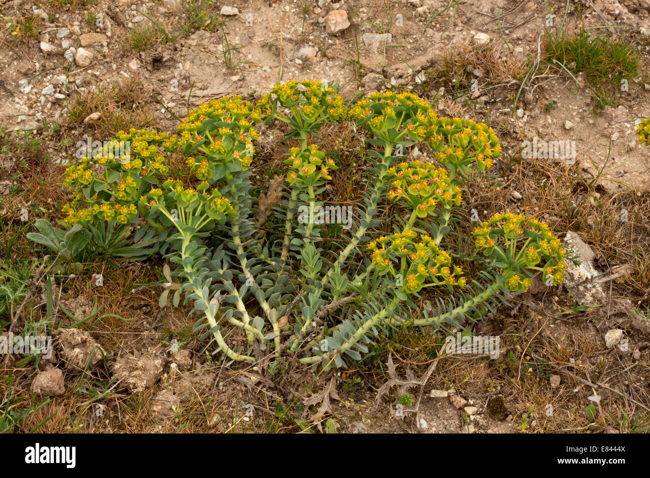 Myrtle spurge, or broad-leaved glaucous spurge, Euphorbia myrsinites in ...