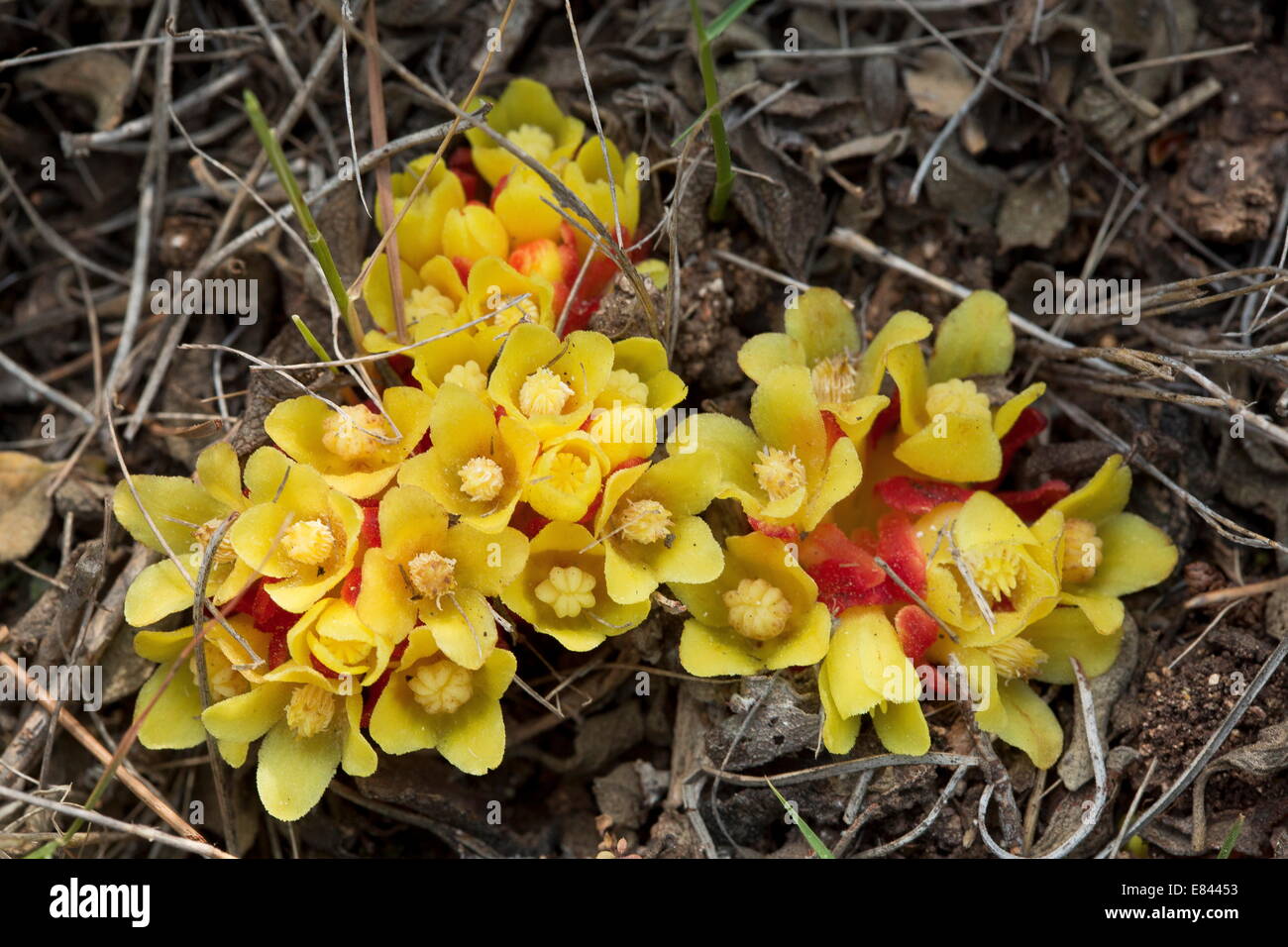 A parasite on sun-roses, Cistus spp - Cytinus hypocistis in garrigue ...
