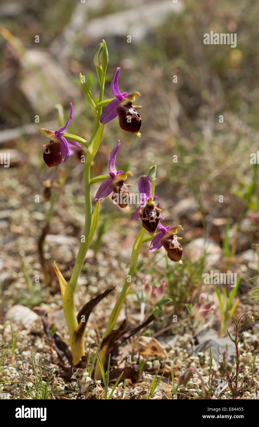 An orchid, Ophrys calypsus in flower in Chios, Greece Stock Photo - Alamy