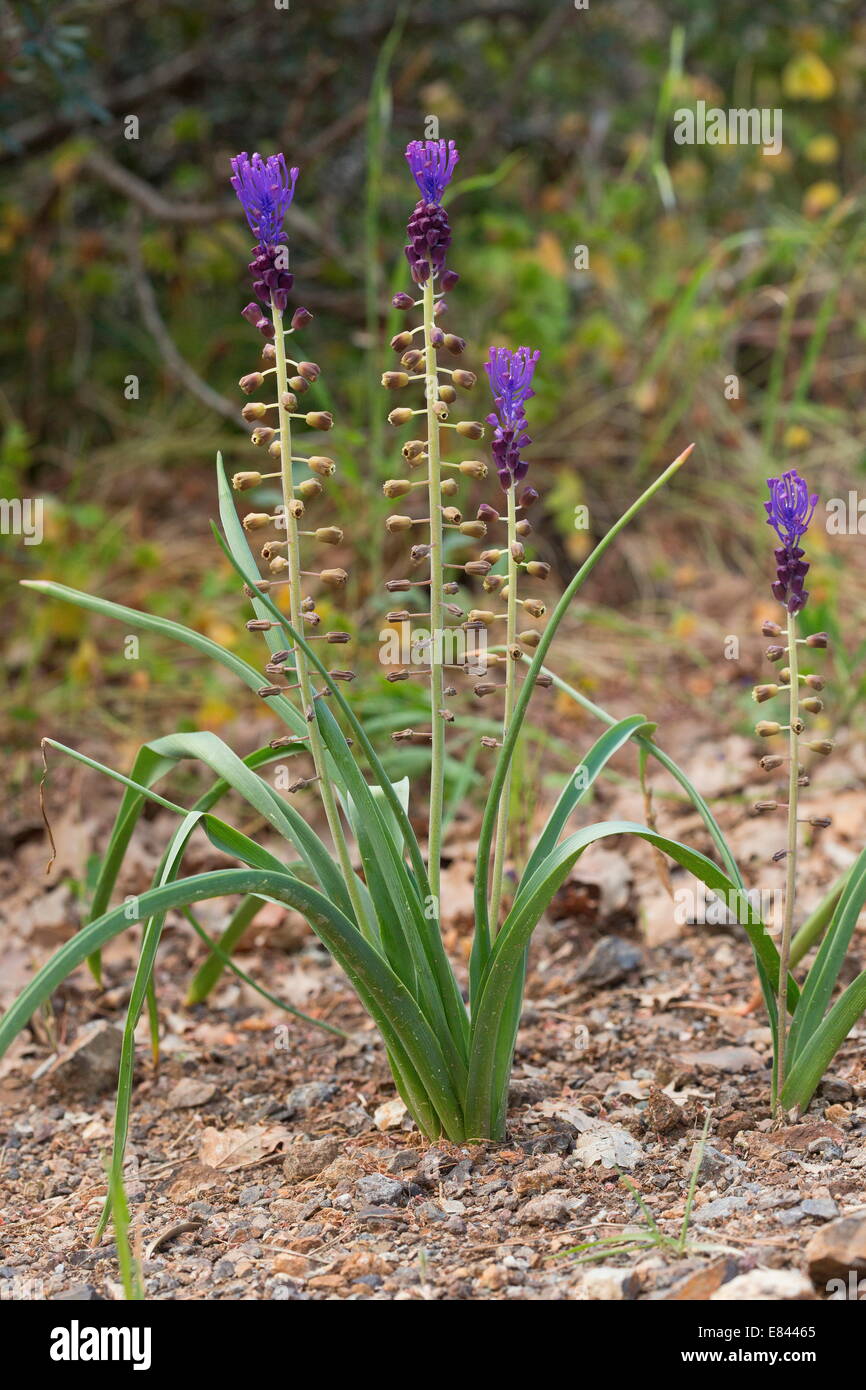 Tassel hyacinth, Muscari comosum in flower in spring. Chios, Greece ...