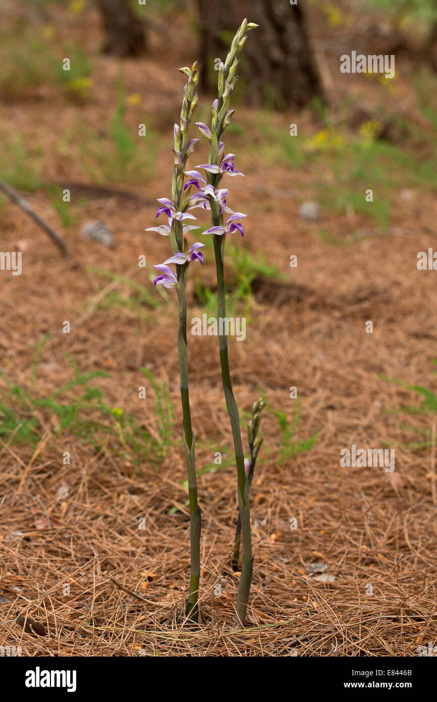 Myco heterotrophy hi-res stock photography and images - Alamy