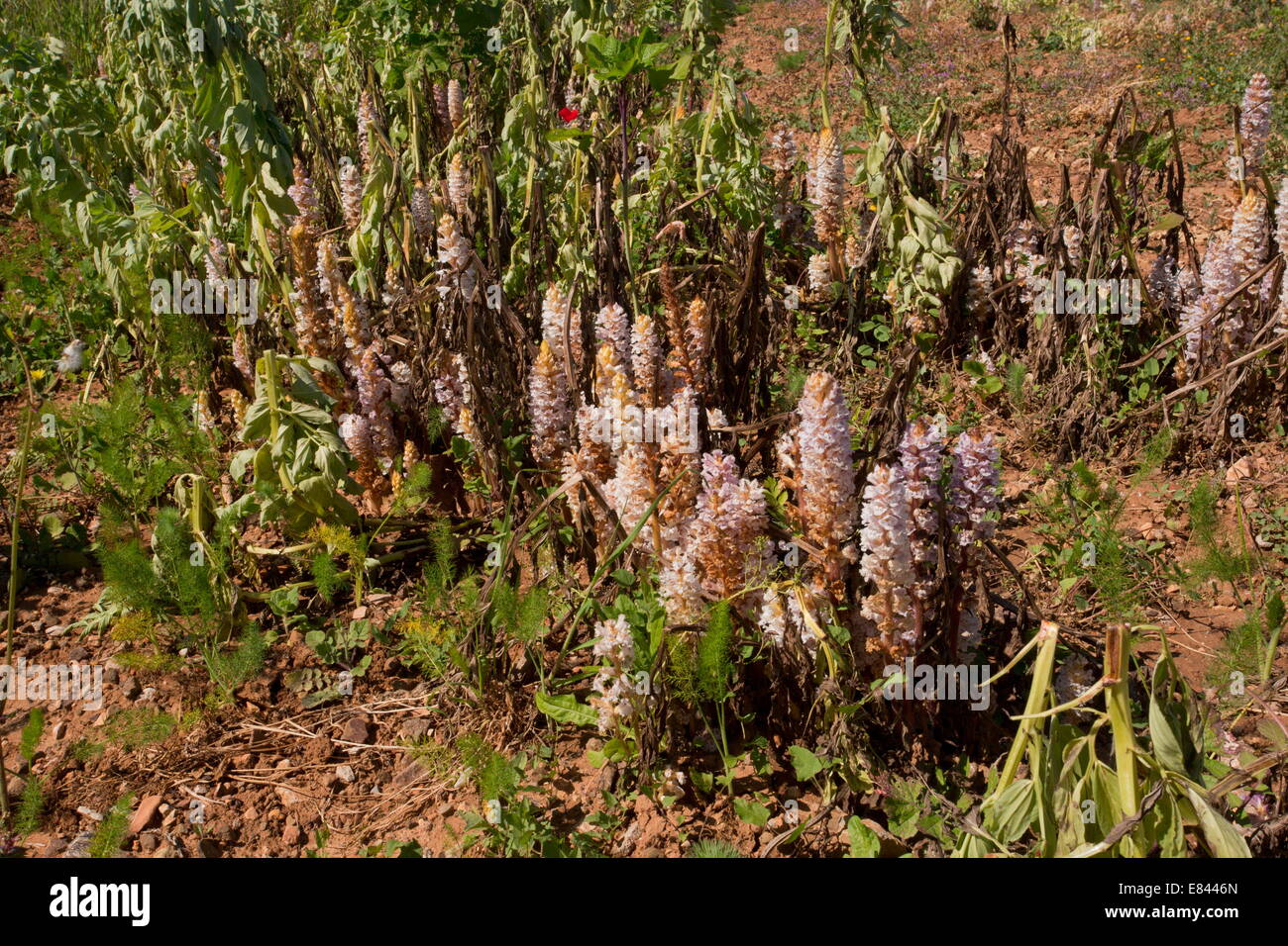 Heavy infestation of Bean Broomrape, Orobanche crenata, destroying a ...
