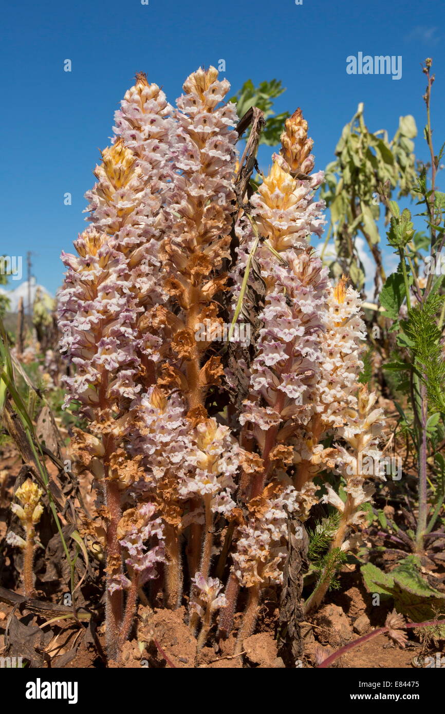 Heavy infestation of Bean Broomrape, Orobanche crenata, destroying a ...