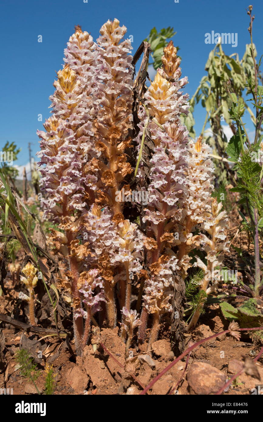 Heavy infestation of Bean Broomrape, Orobanche crenata, destroying a ...
