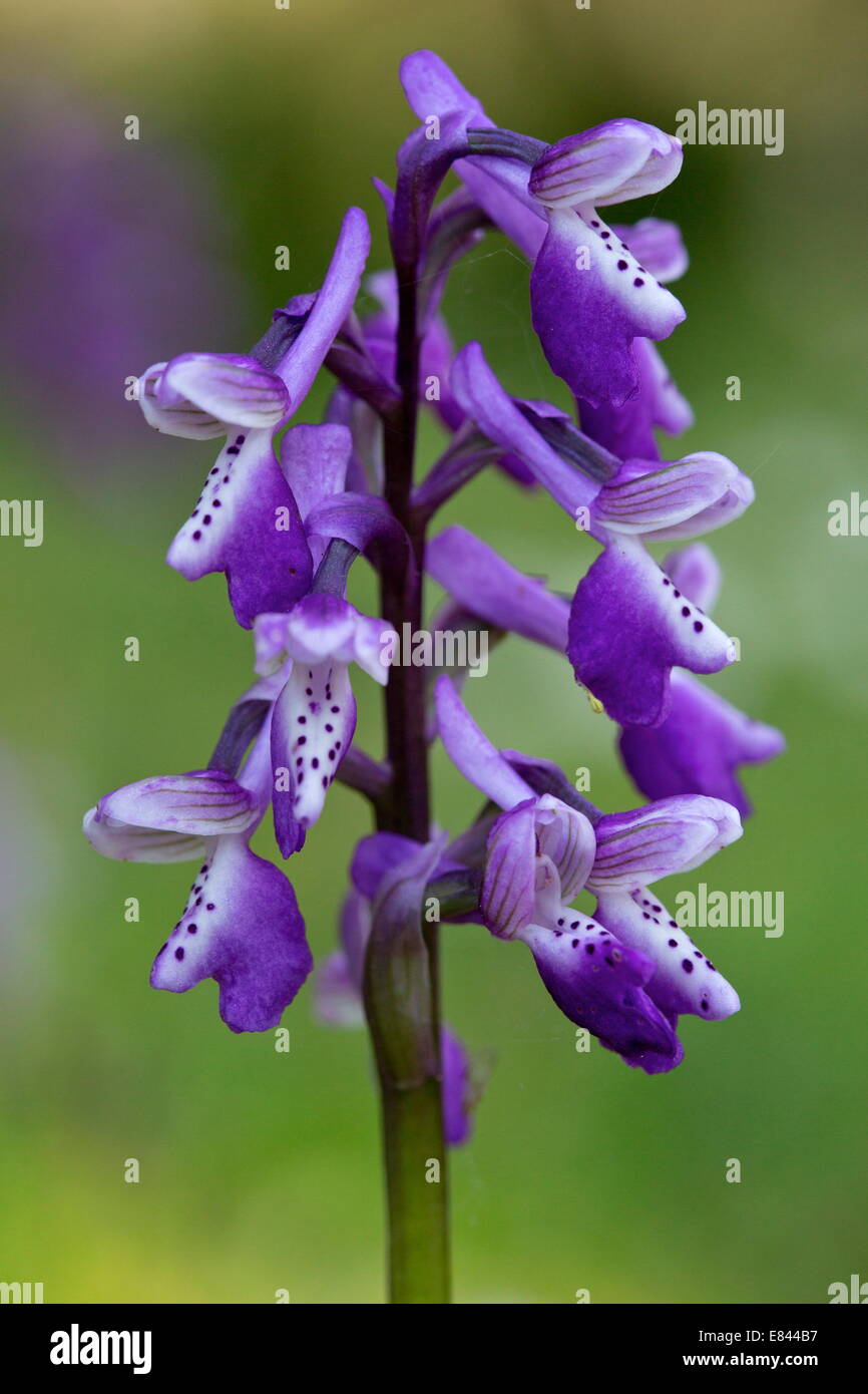 Long Spurred Flowers High Resolution Stock Photography and Images - Alamy