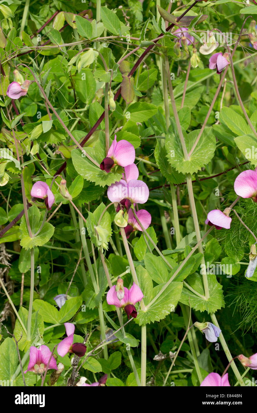 Wild Pea, Pisum sativum ssp. elatium, in old olive grove, Sardinia ...