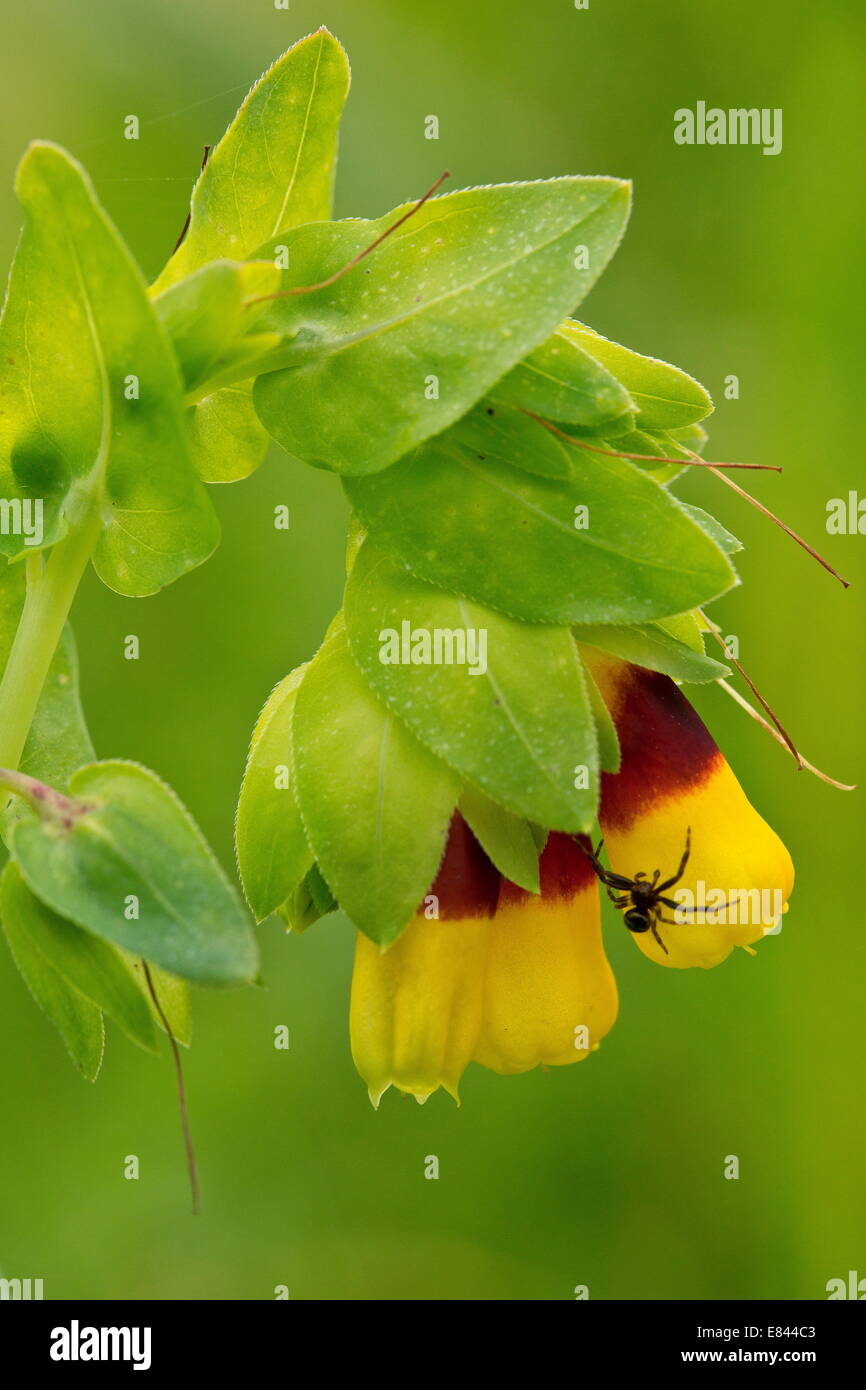 Honeywort hi-res stock photography and images - Alamy