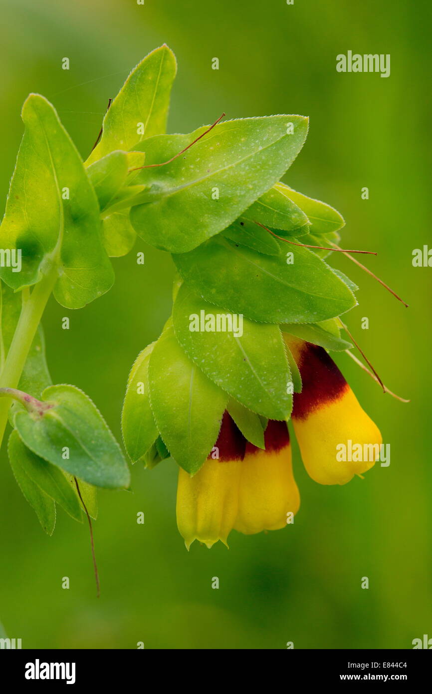 Honeywort hi-res stock photography and images - Alamy