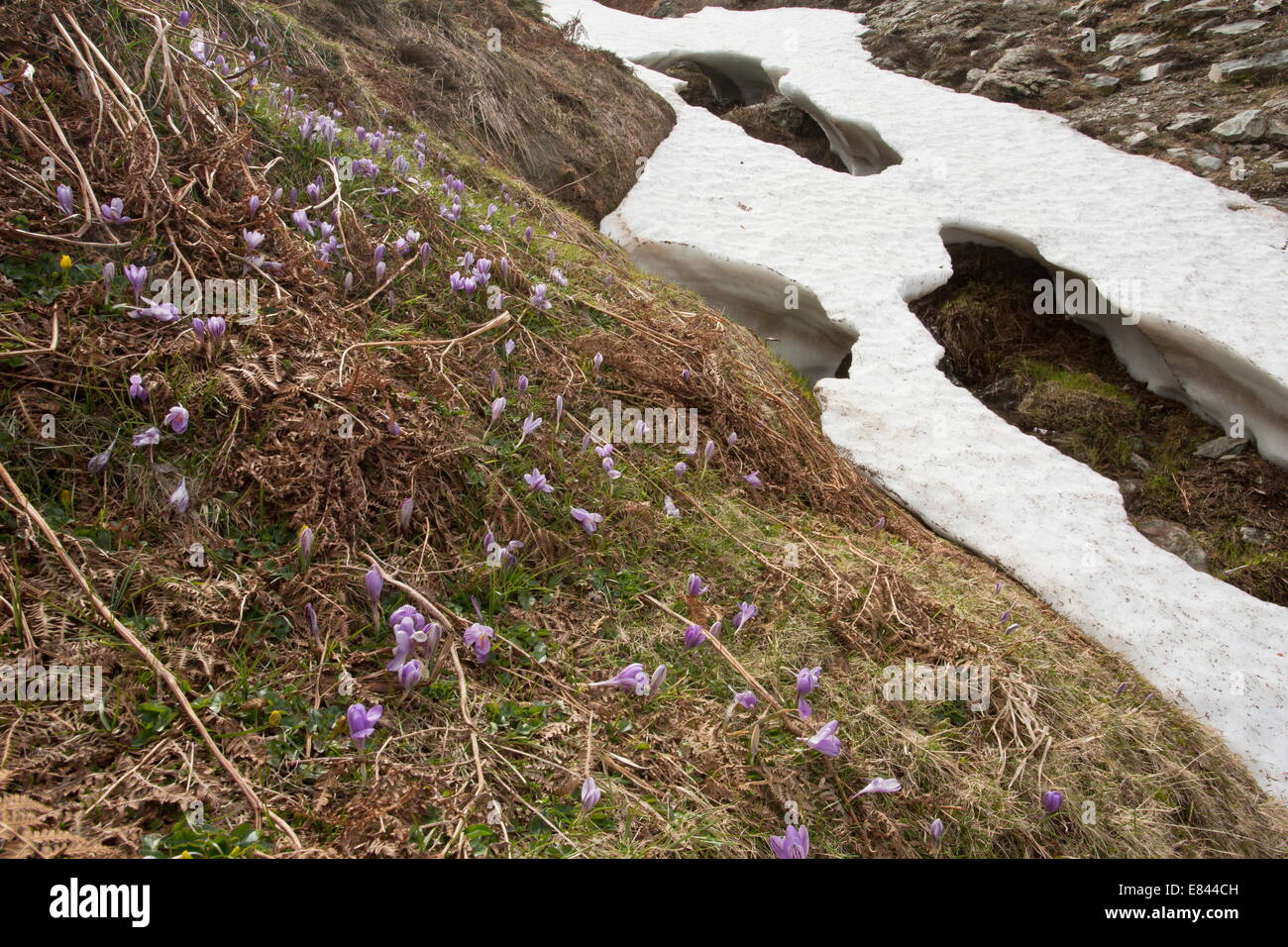 Crocus flowers in high mountains hi-res stock photography and images ...