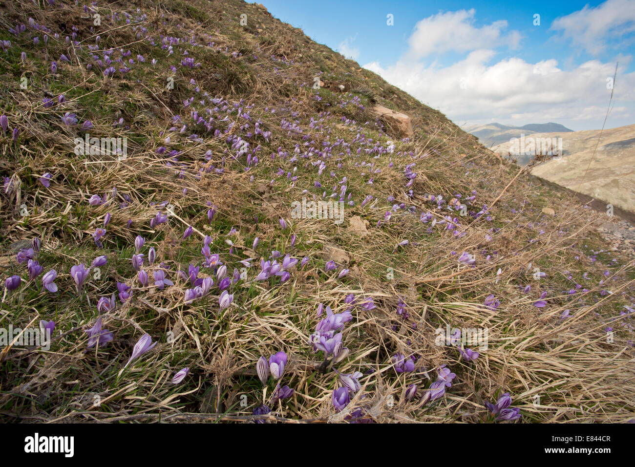 Crocus flowers in high mountains hi-res stock photography and images ...