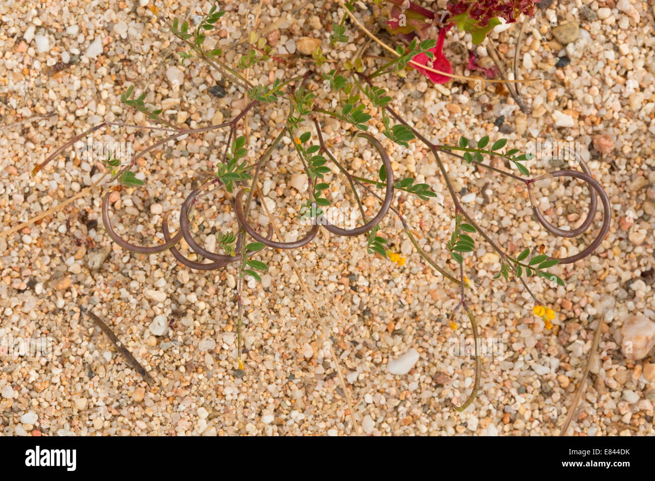 Yellow Saradella, Ornithopus compressus in flower and fruit, on sand ...