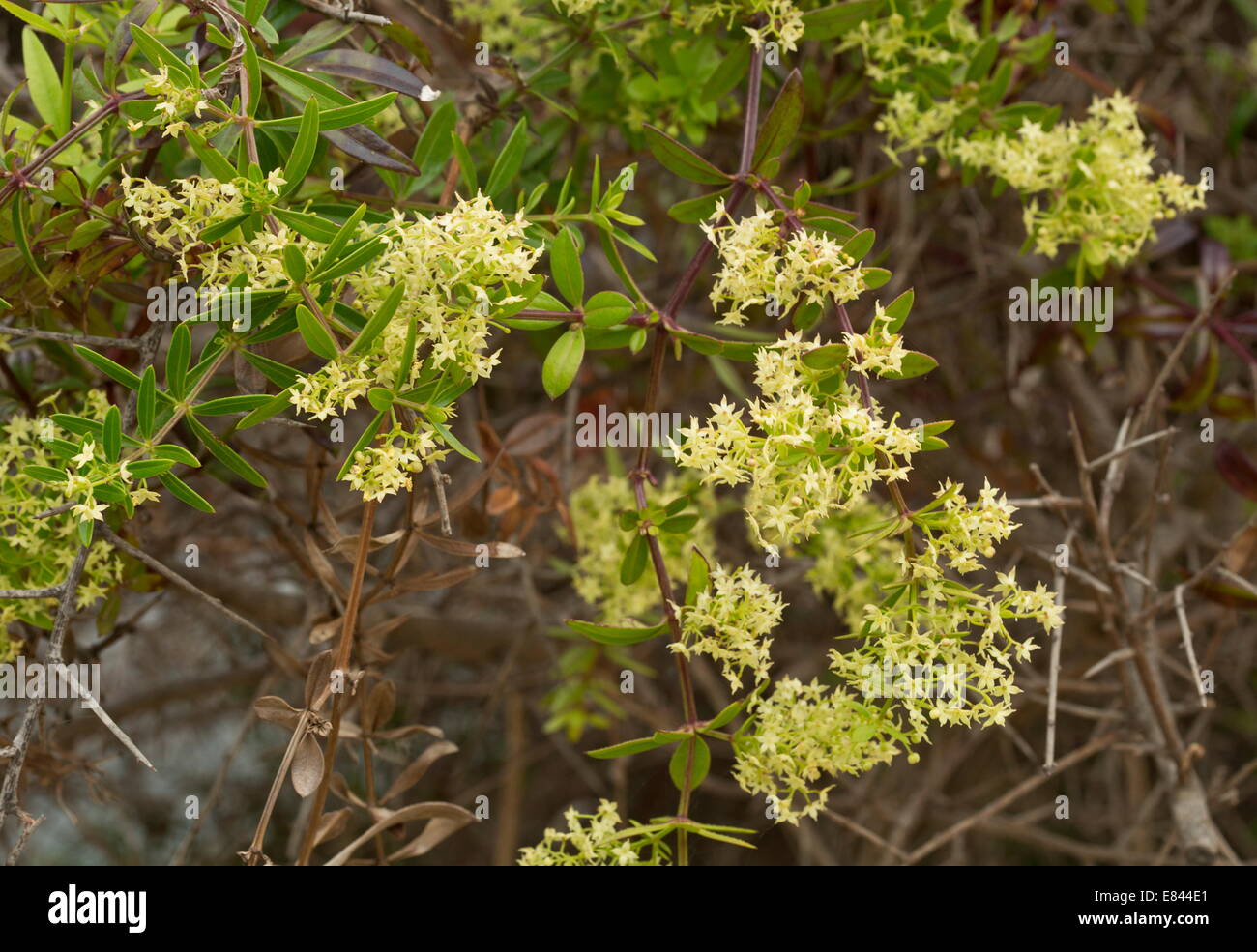 Wild Madder, Rubia peregrina in flower Stock Photo - Alamy