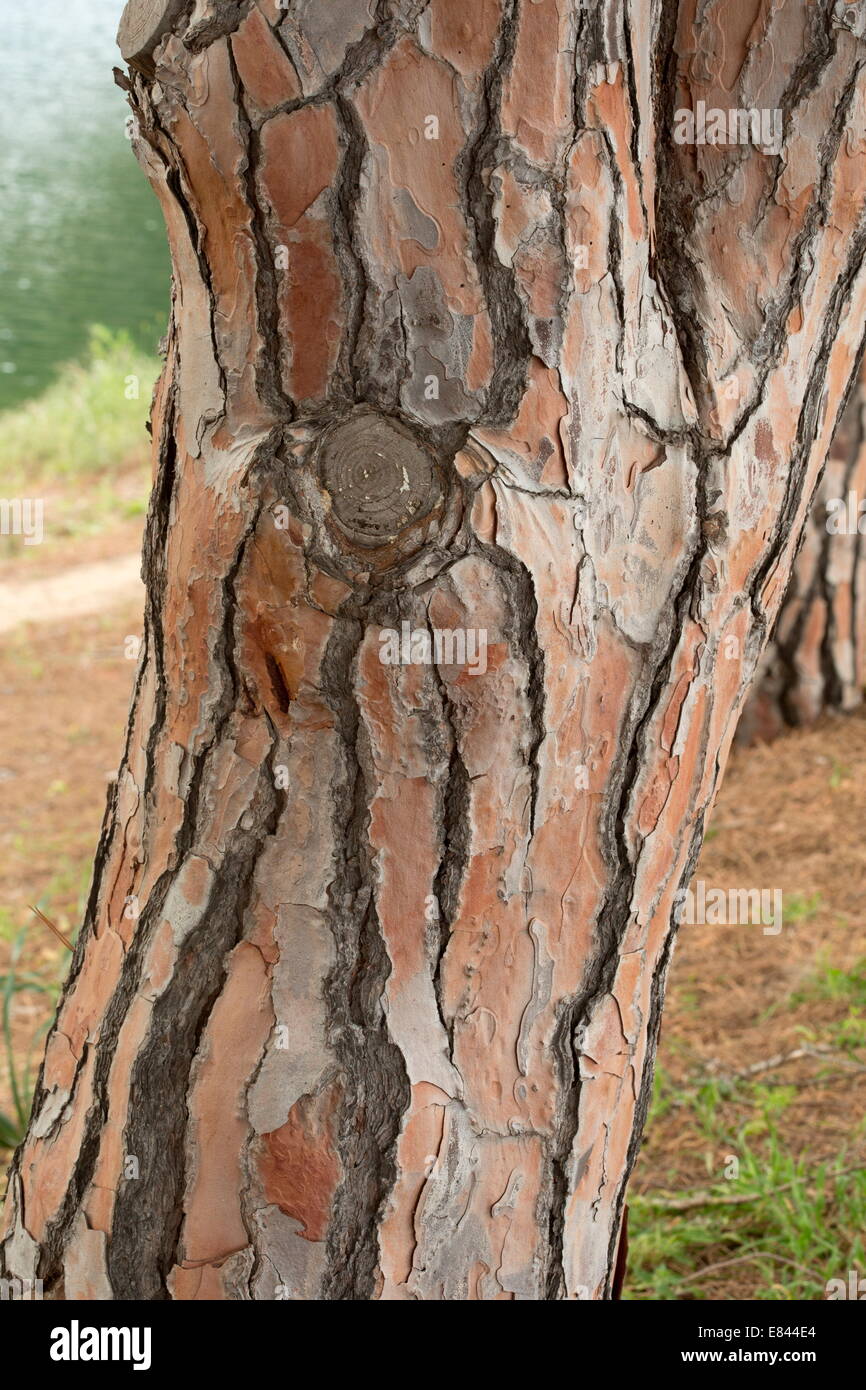 Bark of Stone Pine or Umbrella Pine, Pinus pinea, Sardinia, Italy Stock ...
