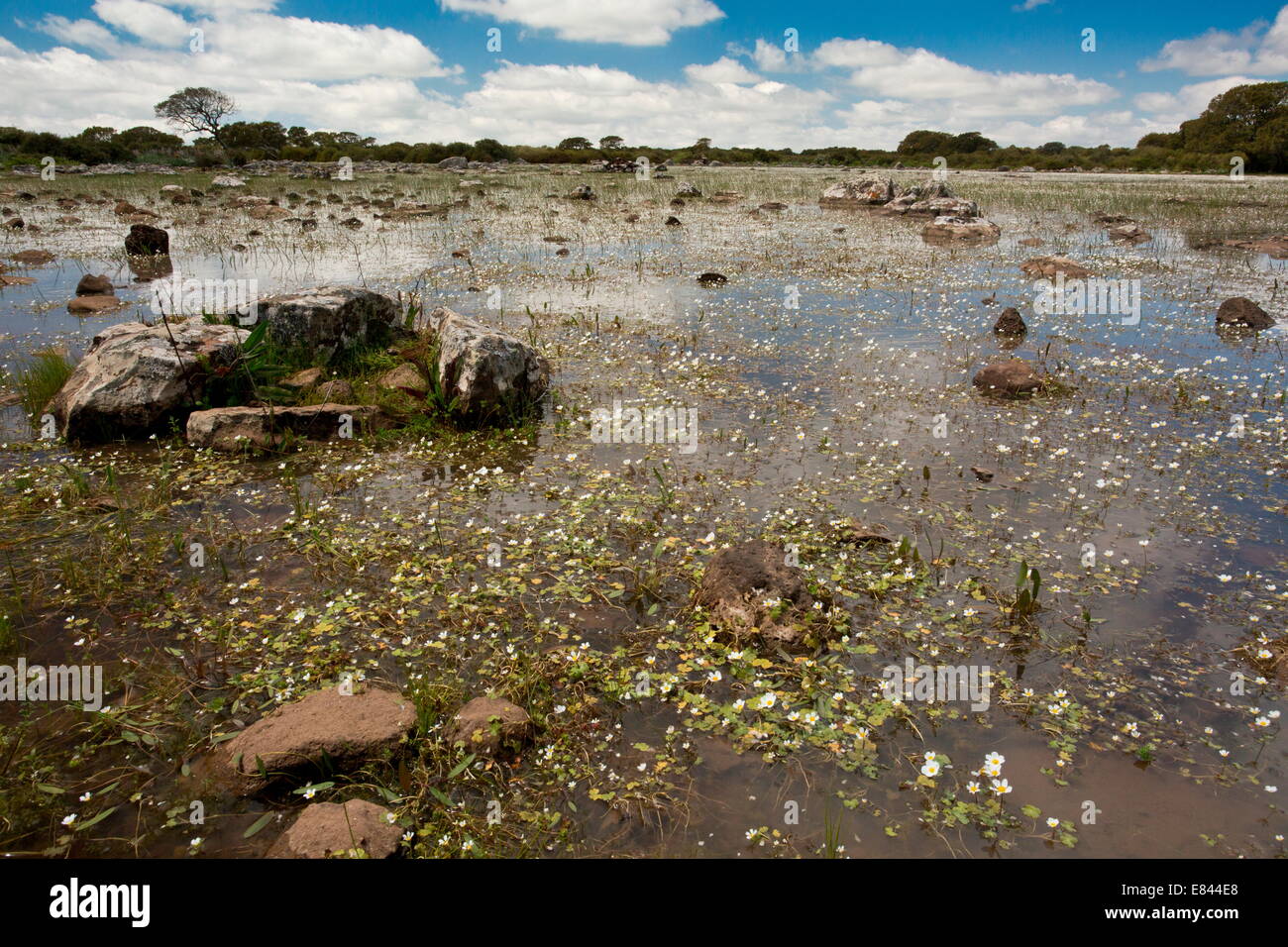 Lake, or Pauli, on the basalt plateau of Giara di Gesturi with water ...