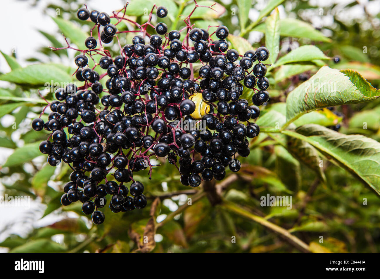 black berries of Sambucus nigra Common elder Stock Photo - Alamy