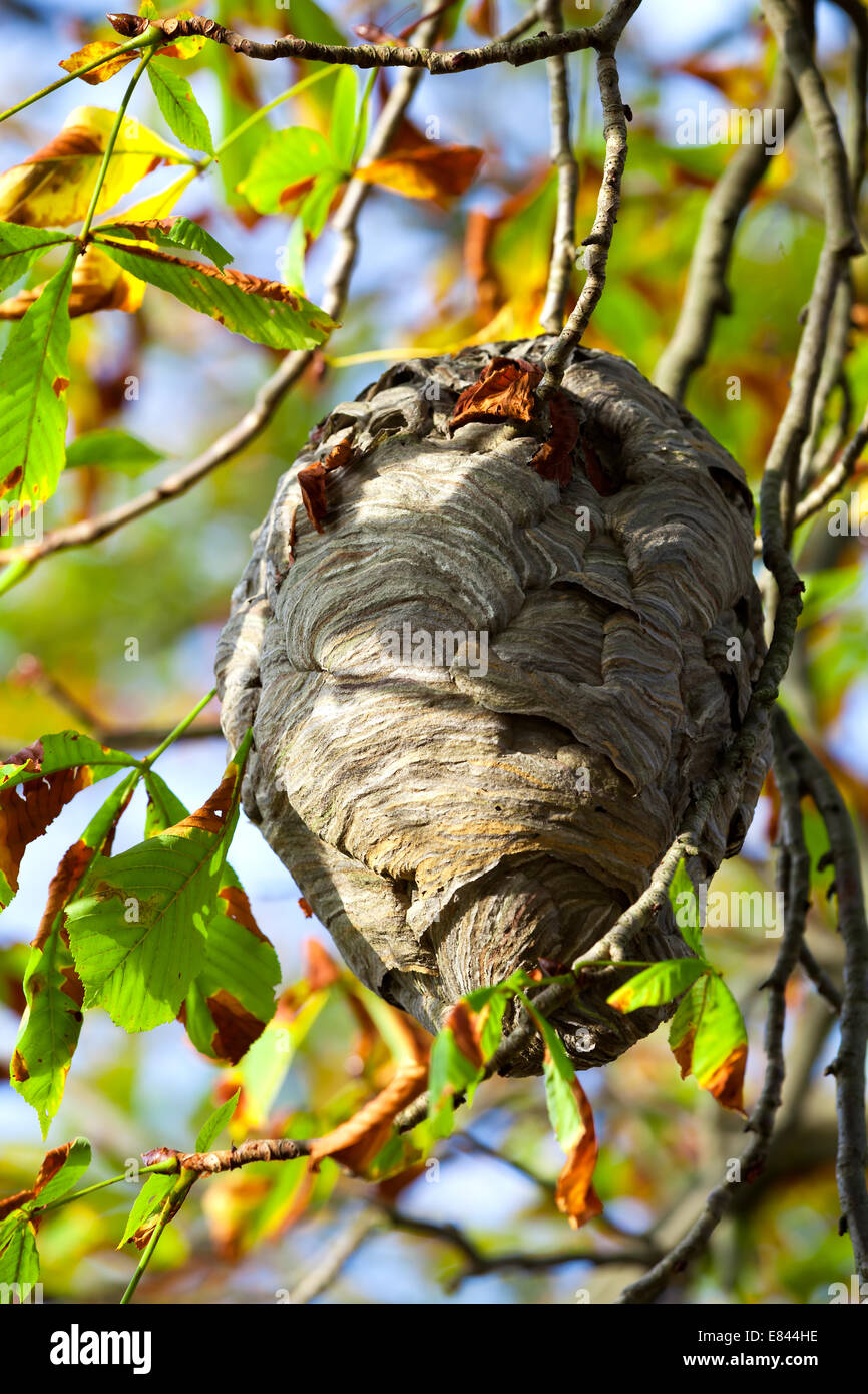 Wasp nest in tree hi-res stock photography and images - Alamy