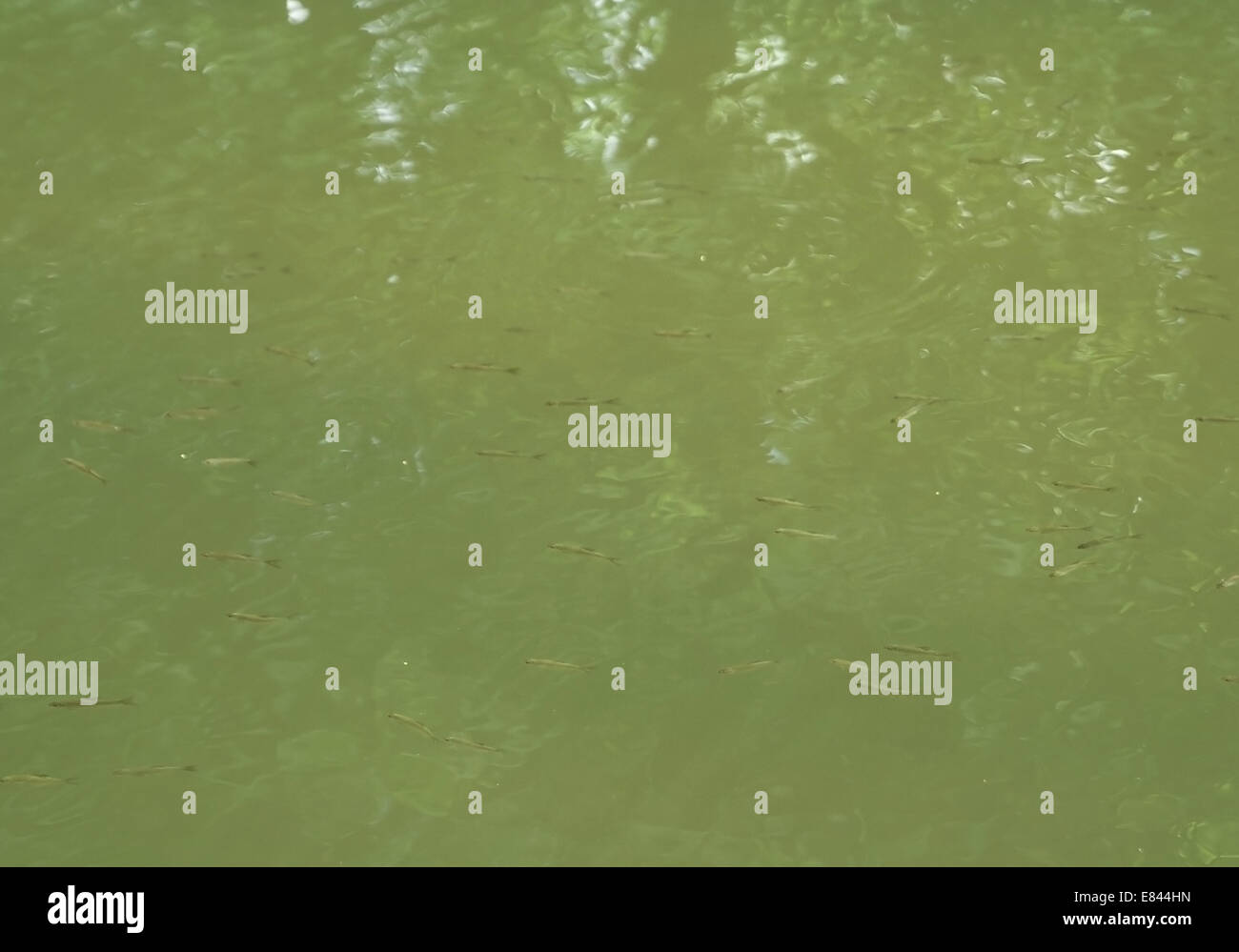 Young fish in a park Stock Photo - Alamy