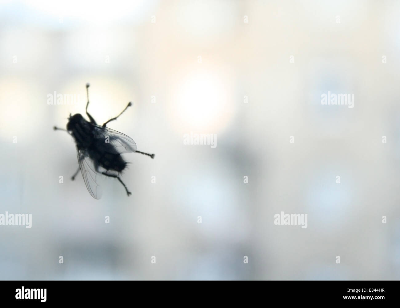 A fly sitting on a window Stock Photo - Alamy