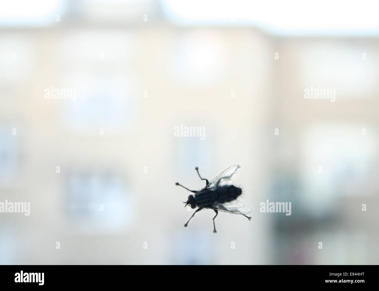 A fly sitting on a window Stock Photo - Alamy