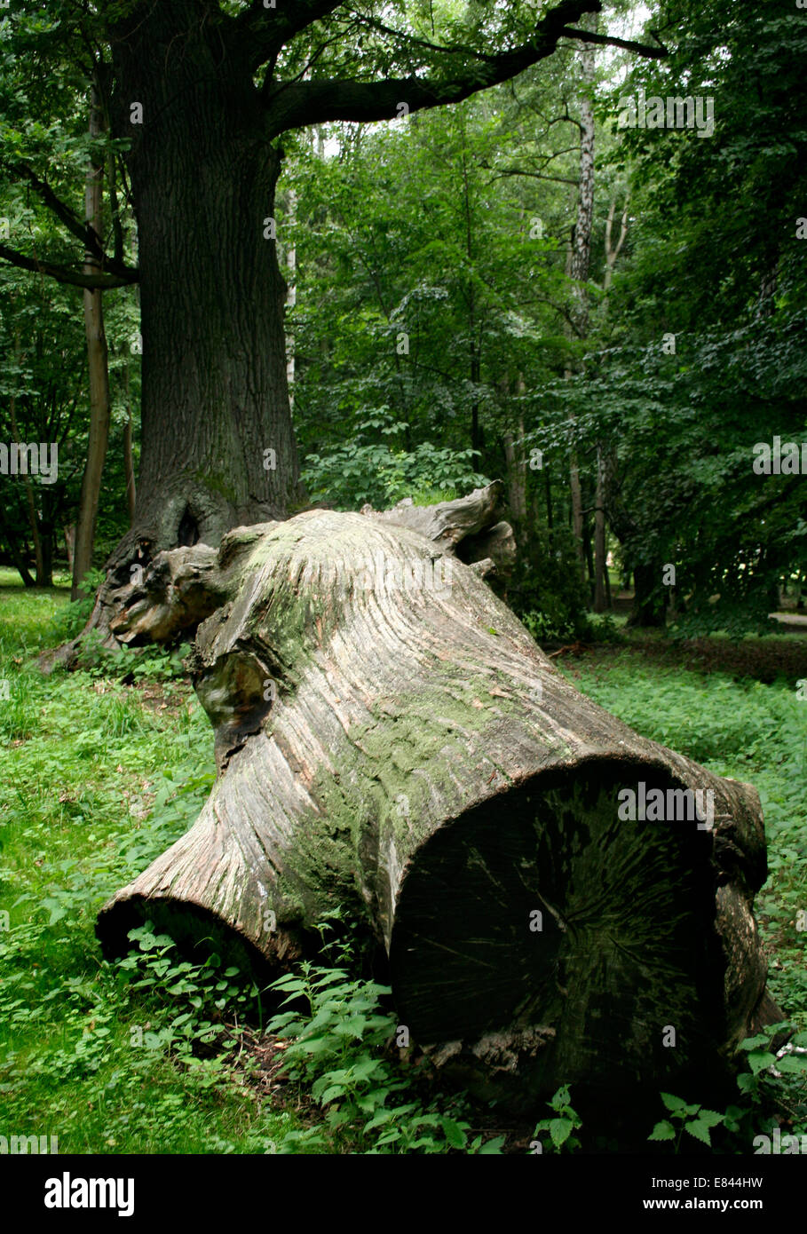 A trunk of a collapsed tree in a park Stock Photo - Alamy