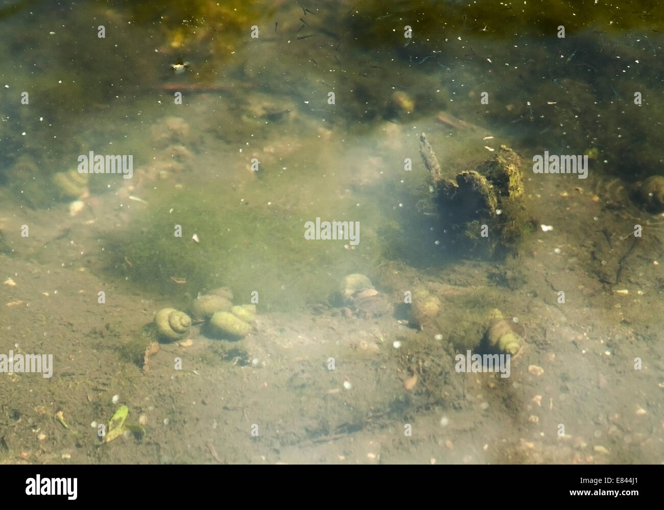 Underwater shells on the bottom of a lake Stock Photo - Alamy