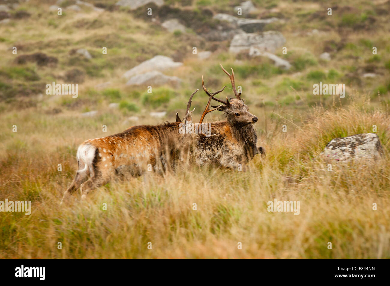 One rutting stag lunges at another on a wild hillside Stock Photo - Alamy