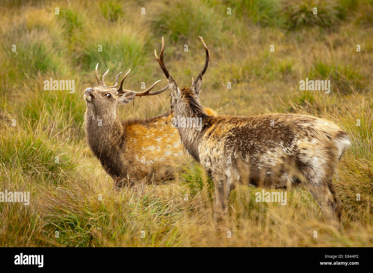 Rutting stags hi-res stock photography and images - Alamy