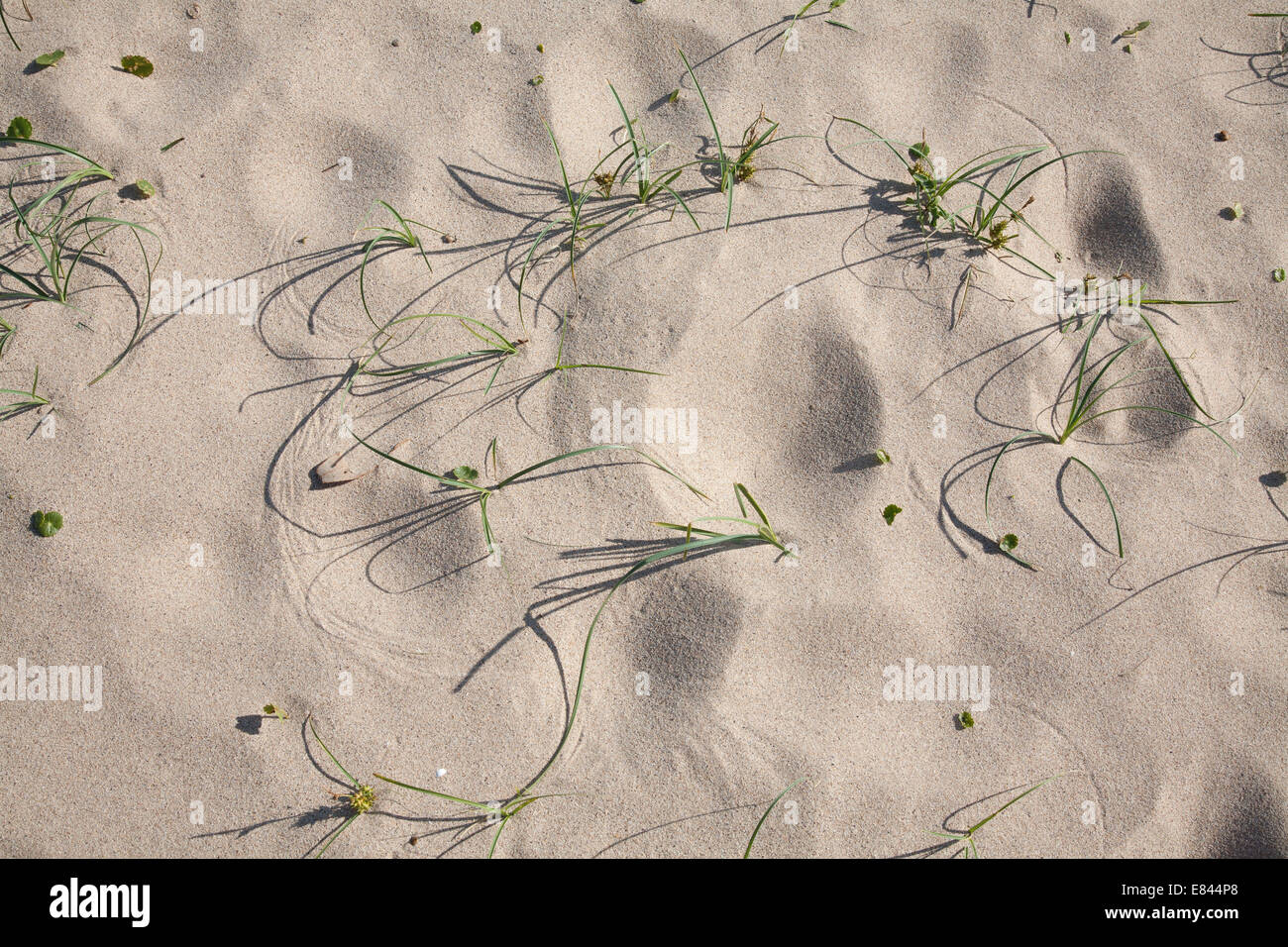 The patterns of nature as the wind moves leaves around in the sand on ...