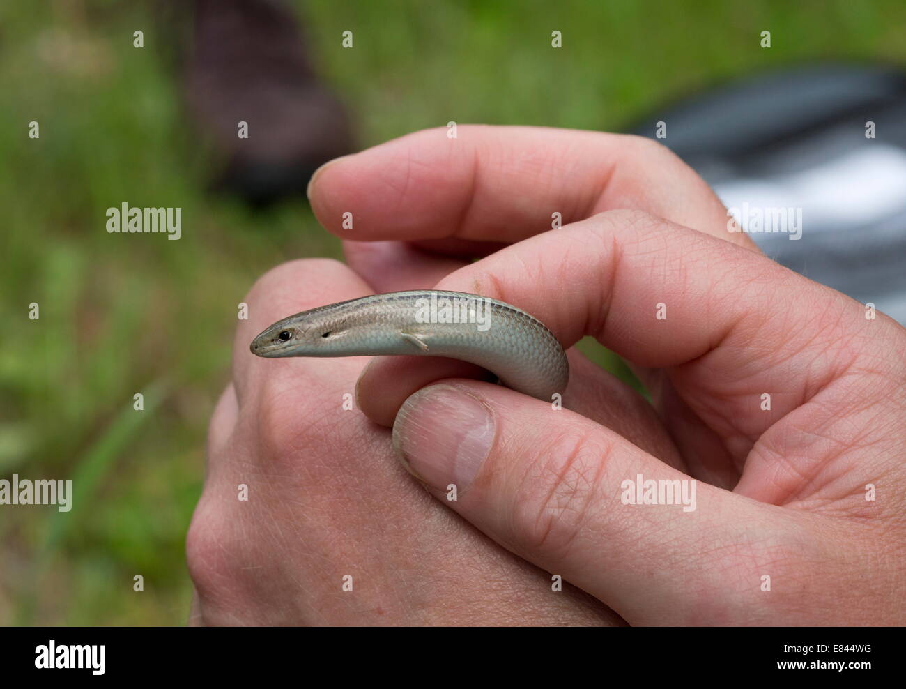 Italian three-toed skink, or three-toed Skink, Chalcides chalcides in ...