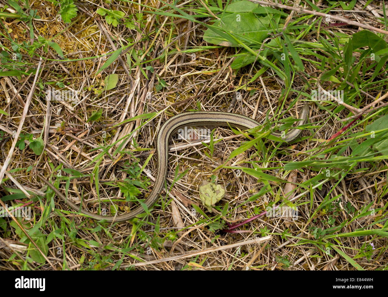 Italian three-toed skink, or three-toed Skink, Chalcides chalcides in ...