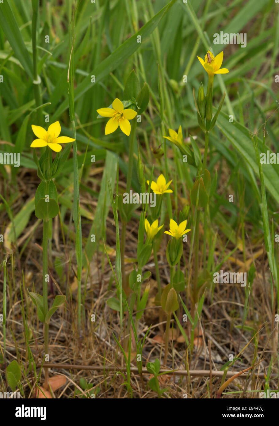 Yellow Centaury Centaurium maritimum, Sardinia, Italy Stock Photo - Alamy