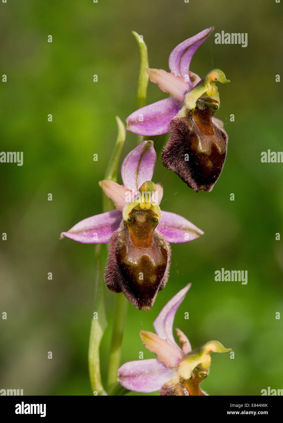 Sardinia flowers hi-res stock photography and images - Alamy