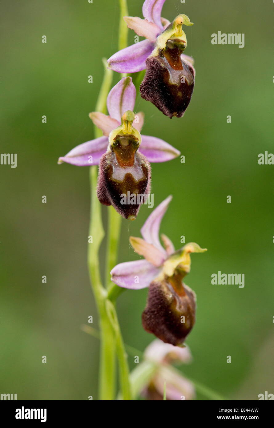 Sardinia flowers hi-res stock photography and images - Alamy