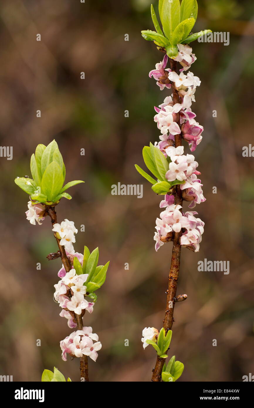 Daphne plant uk hi-res stock photography and images - Alamy