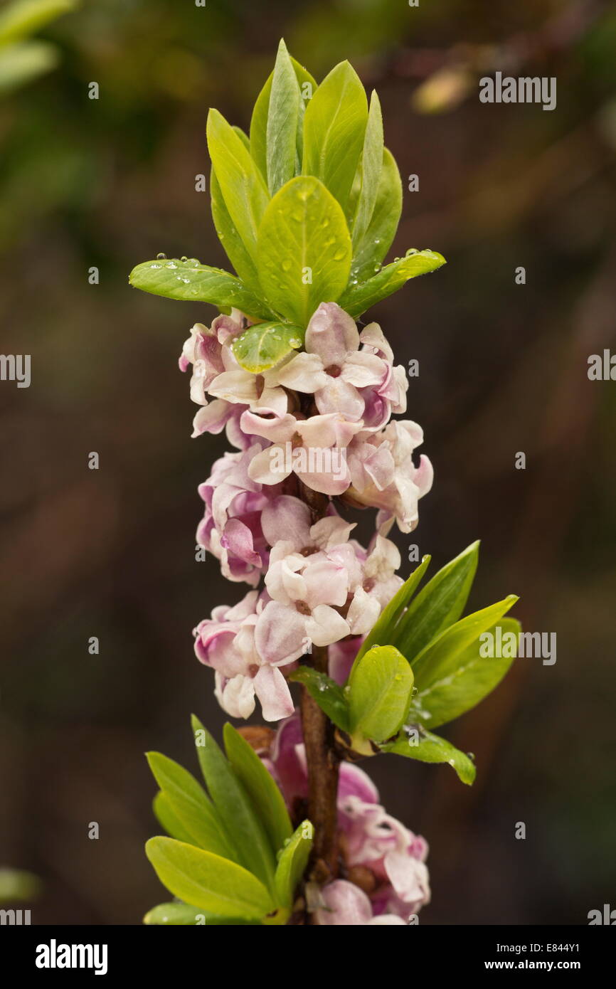 Mezereon, Daphne mezereum in flower in early spring. Rare plant in UK ...