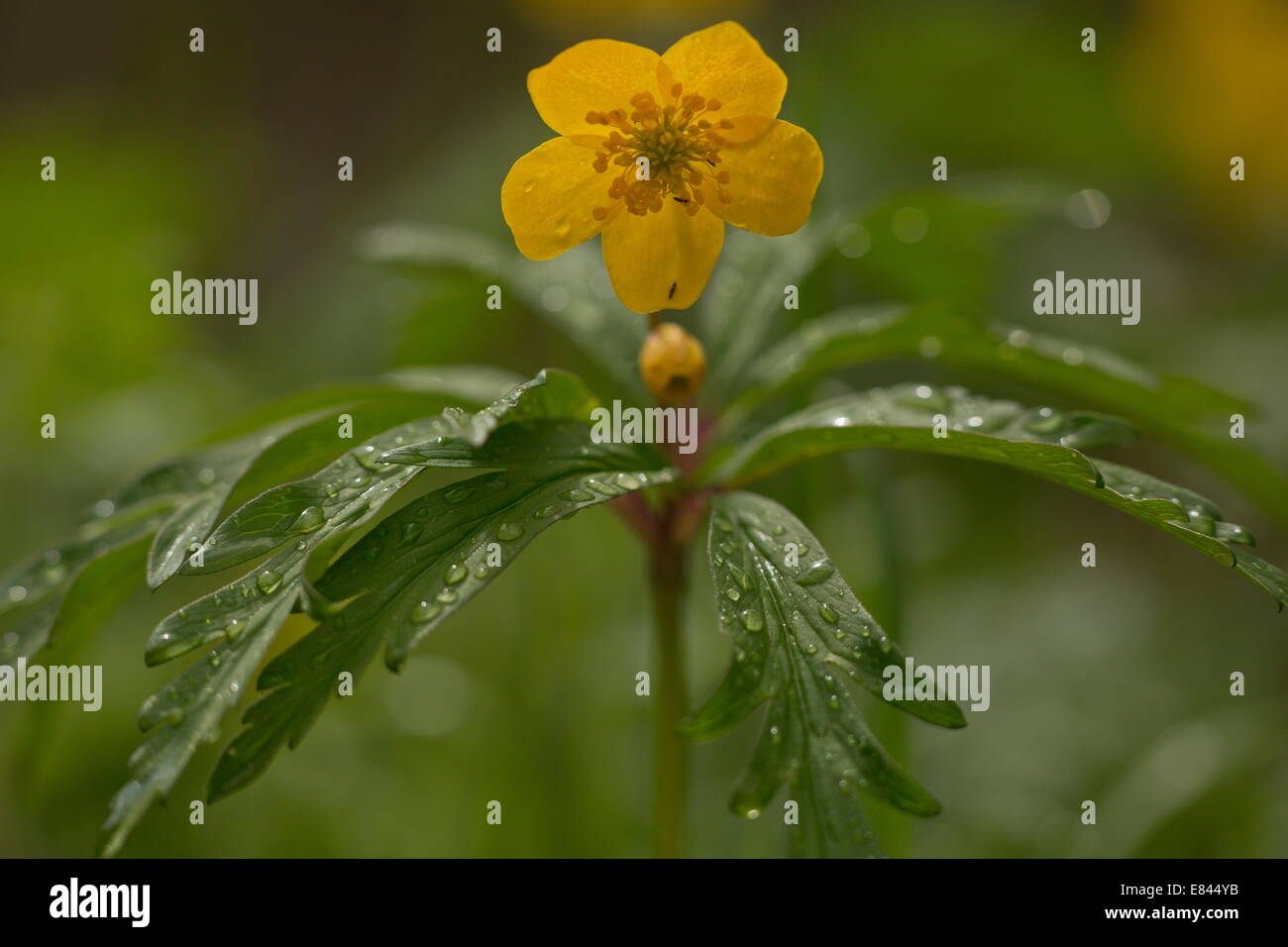 Yellow Anemone, Anemone ranunculoides in flower in early spring ...
