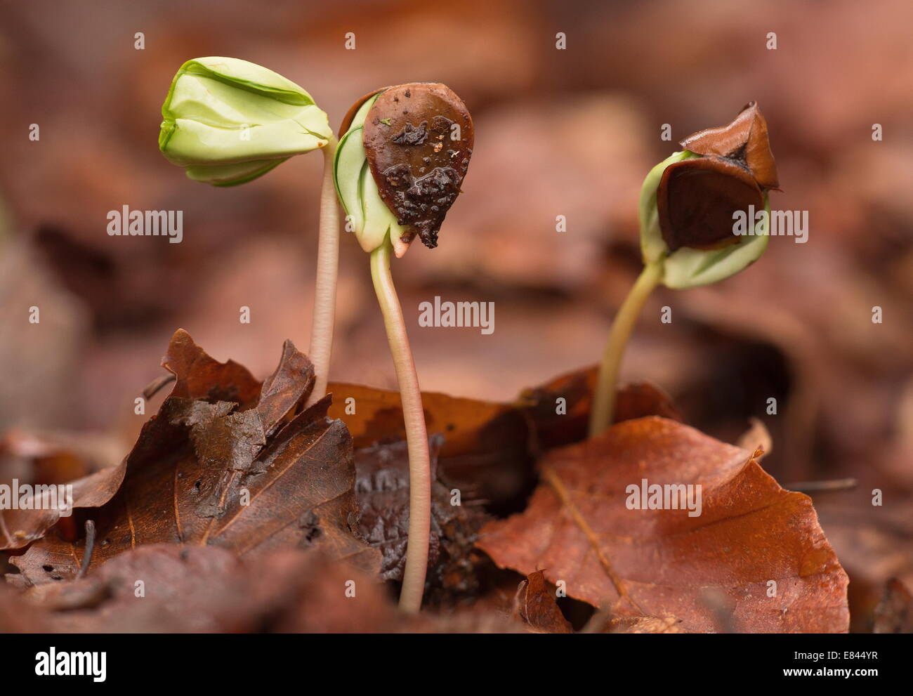 Beech seedlings, Fagus sylvatica, growing under the dense shade of ...