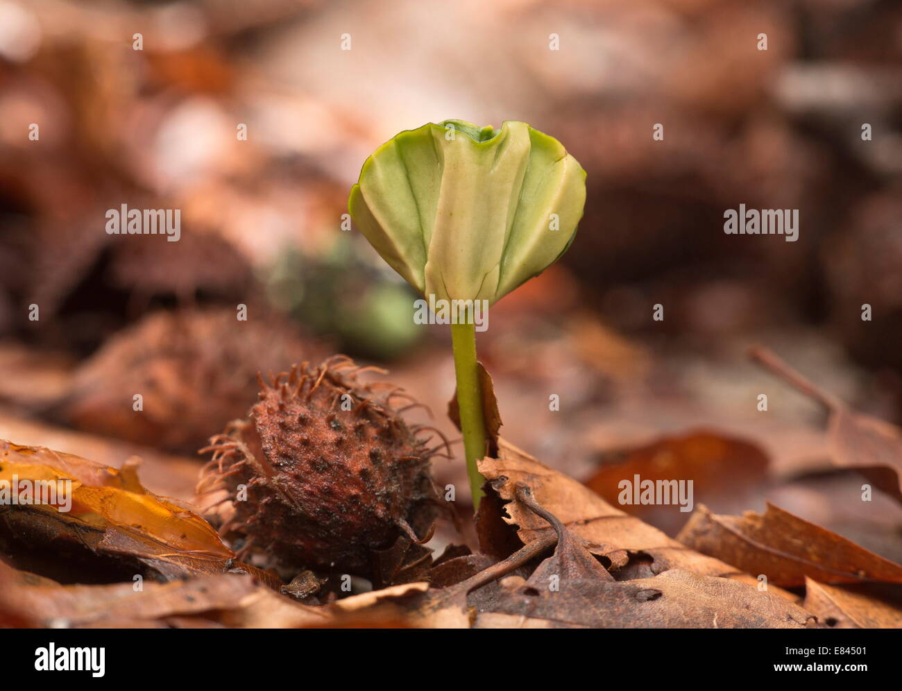 Beech seedlings, Fagus sylvatica, growing under the dense shade of ...