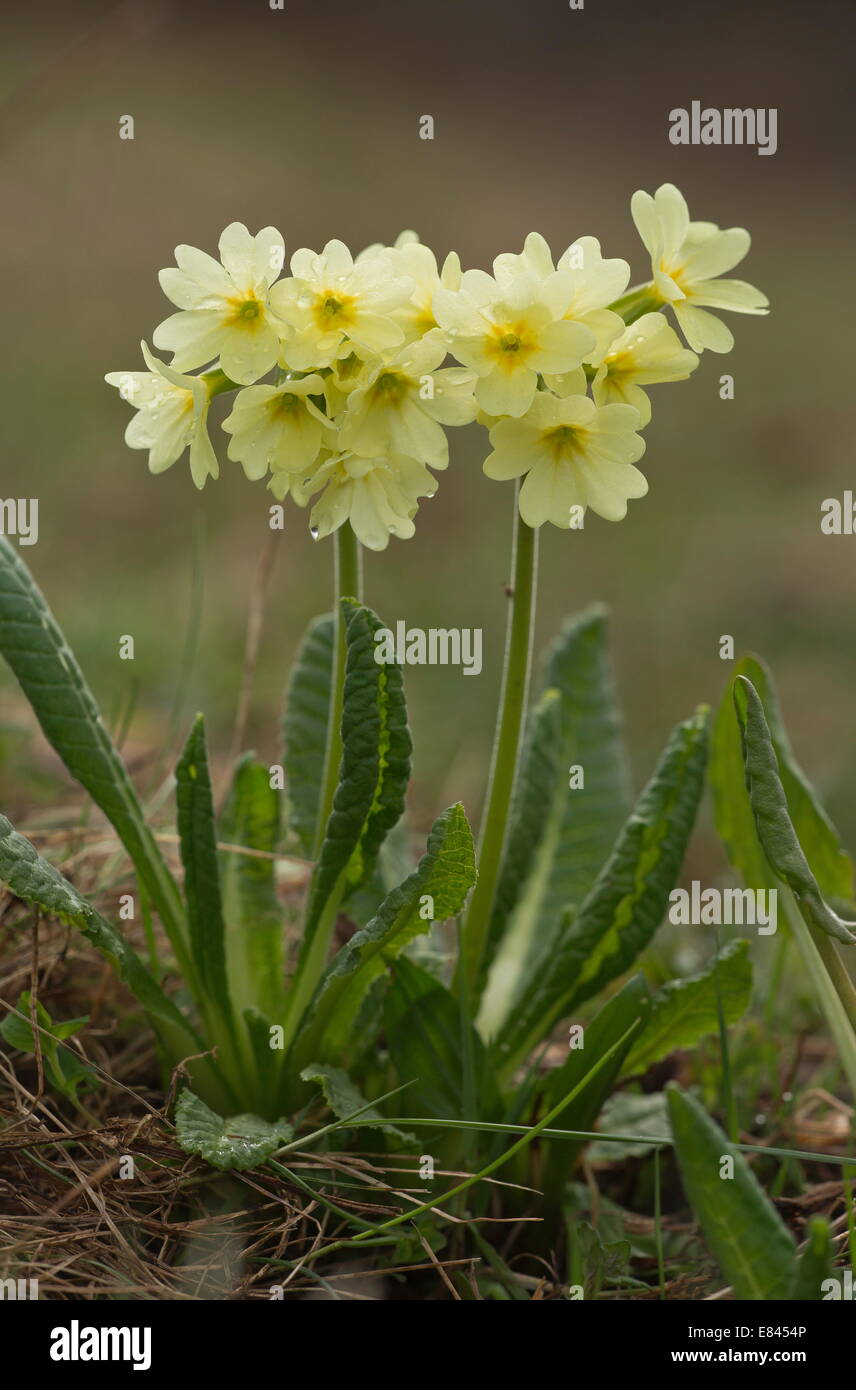 Oxlip / True Oxlip, Primula elatior in flower in early spring. Rare ...