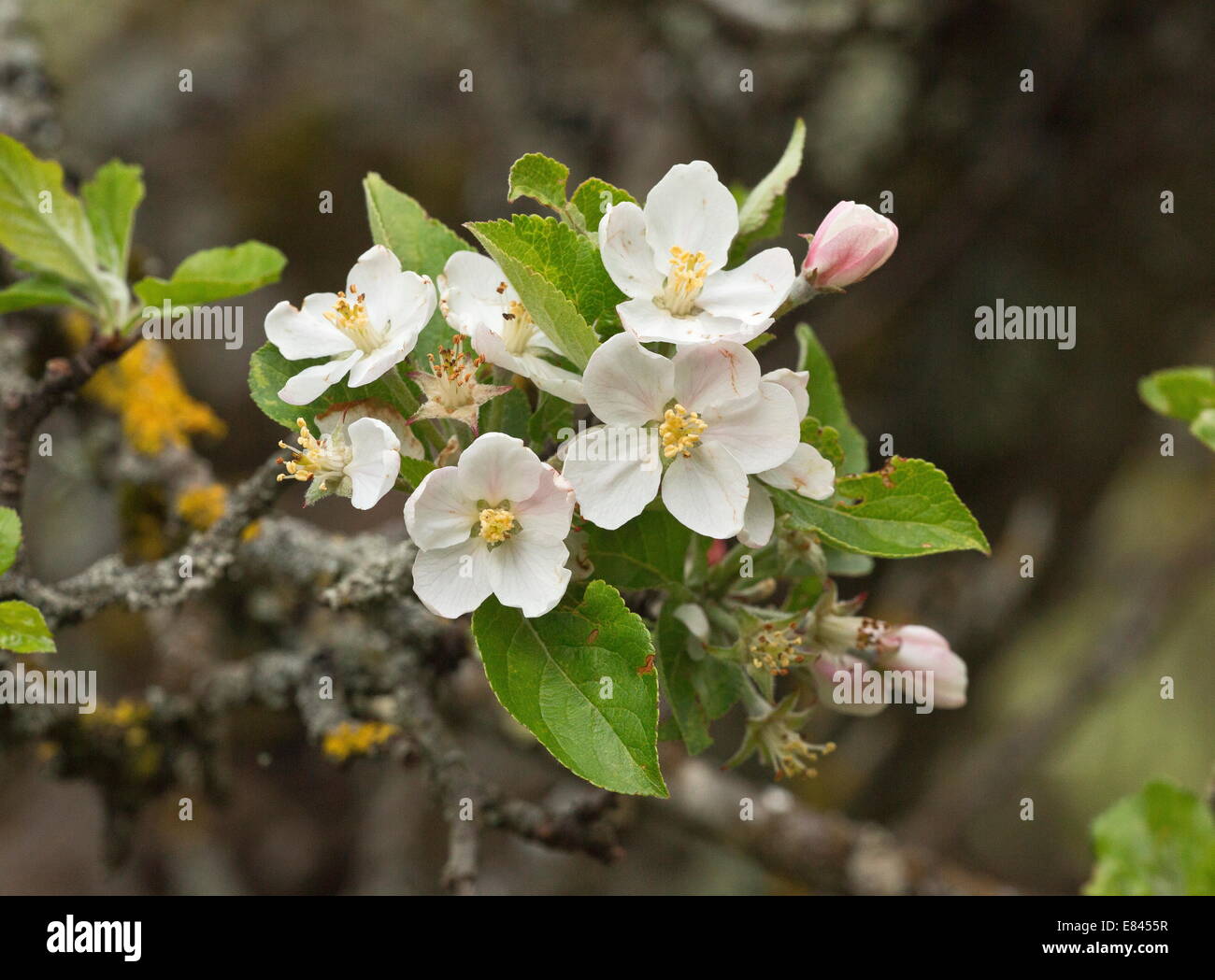 Crab Apple blossom, Malus sylvestris in spring Stock Photo - Alamy