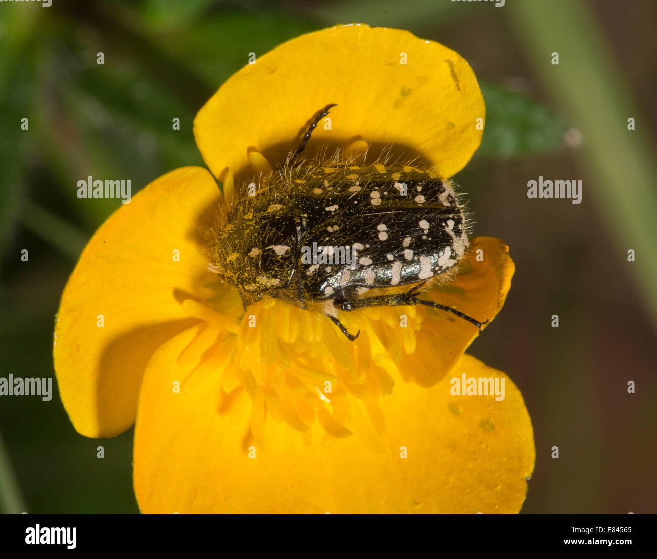 A chafer, Oxythyrea funesta, feeding in flower. France Stock Photo - Alamy