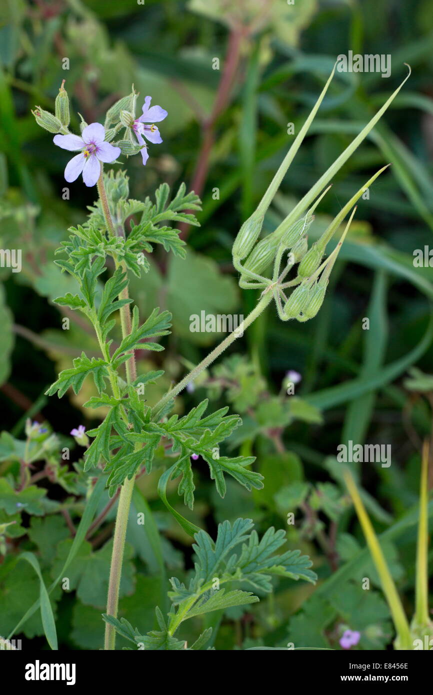 Fruit roadside hi-res stock photography and images - Alamy
