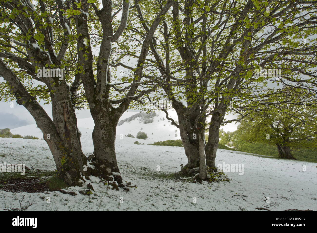 Old coppiced beech trees in Monti Sibillini National Park, Italy Stock ...