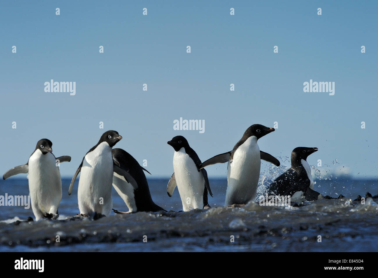 Group of Adélie Penguins (Pygoscelis adeliae) going in and out the Sea ...